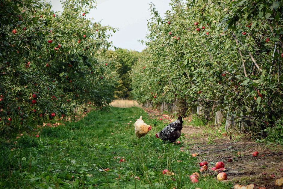 Meet Fred & Sarah from Bendele Farm | Sunshine Coast Organic Meats