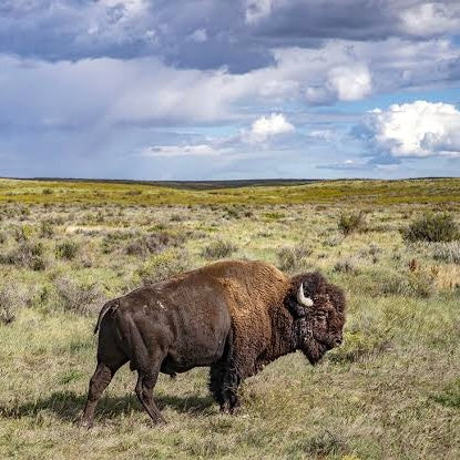 Eating buffalo meat | Sunshine Coast Organic Meats